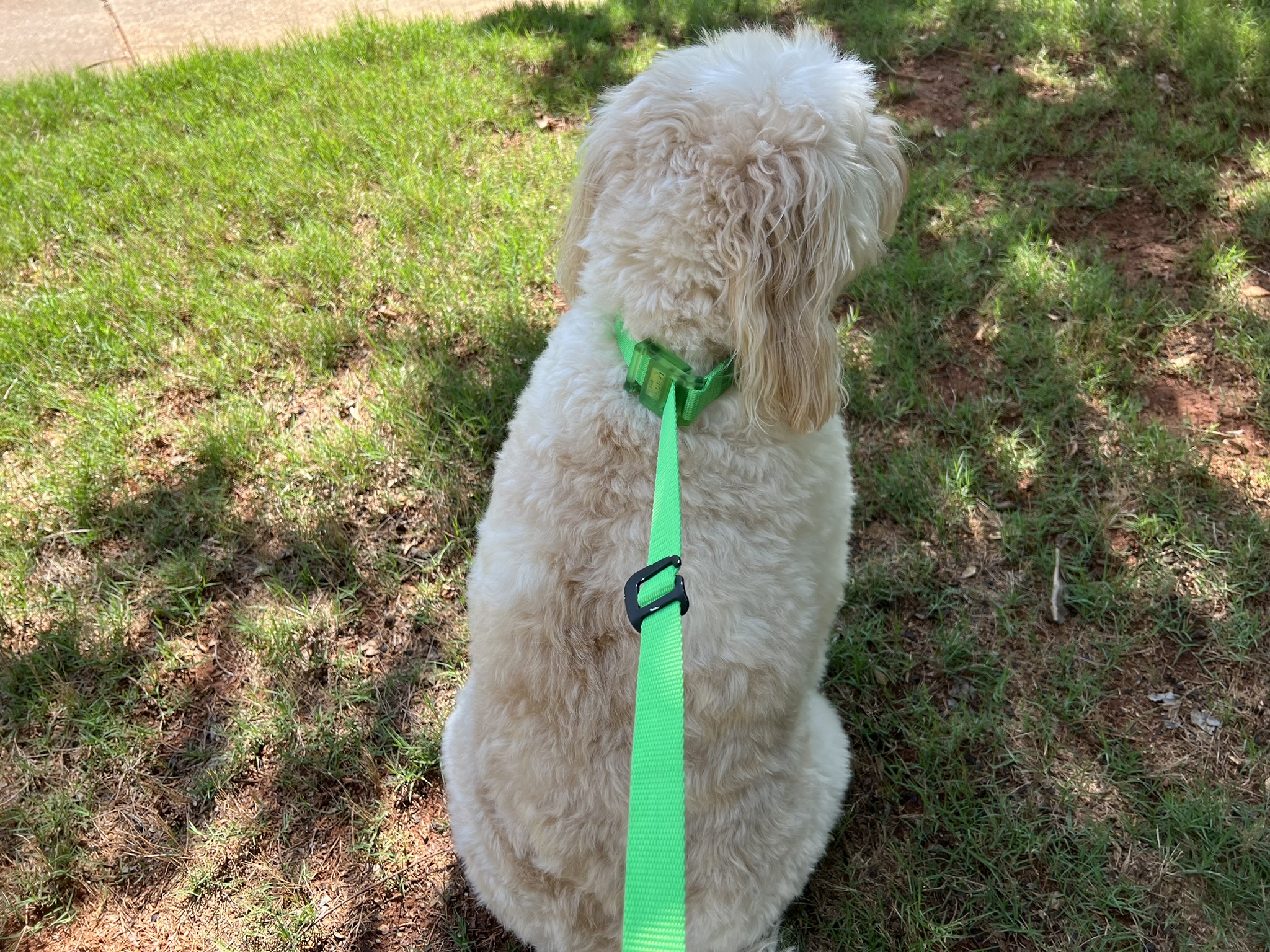 Traffic Control Hook - LassOleash